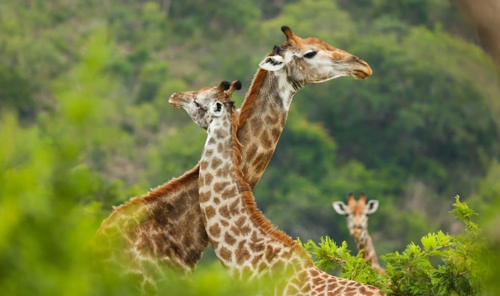 8 Awesome Zoo-Themed Wedding Invitations for Animal-Loving Couples