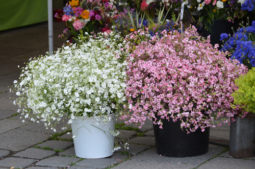 Where You Can Include Baby s Breath Flowers At Your Wedding 5 Stunning 